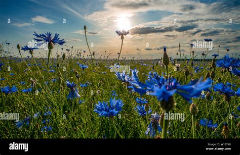 Field Of Flowering Cornflowers Blue Flowers Of Cornflowers On The