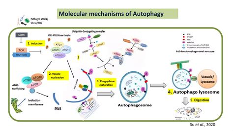 Role Of Autophagy In Plant Pathogen Interactionpptx Gardening Home