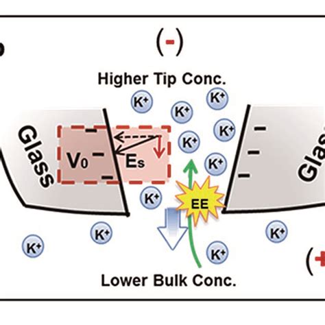 Scheme Of A Nanopore In A Transmembrane Protein And Solid State Download Scientific Diagram