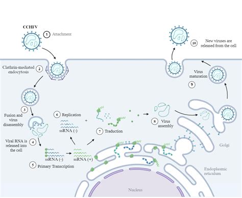 Replicative Cycle Of Crimean Congo Hemorrhagic Fever Virus Cchfv