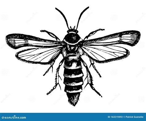 Borer Insect Vintage Illustration 163229254