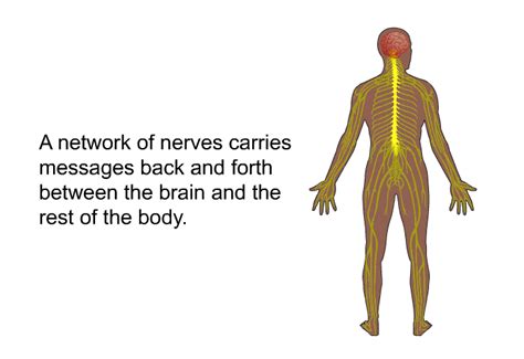 Vagus Nerve Stimulation Vns For Depression