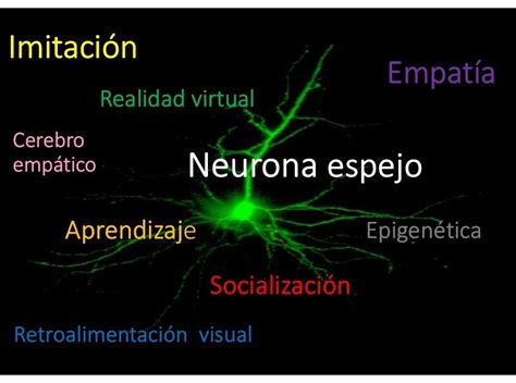 De Las Neuronas Espejo Descubrimiento Descripción Funcionamiento
