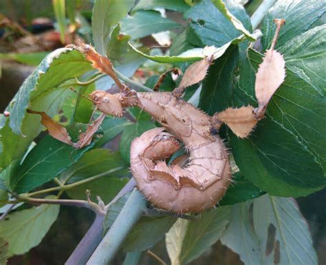 Extatosoma Tiaratum Eggs X30 Time To Breed