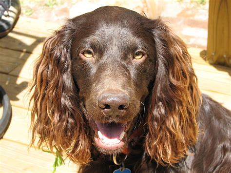 Boykin Spaniel South Carolina Encyclopedia