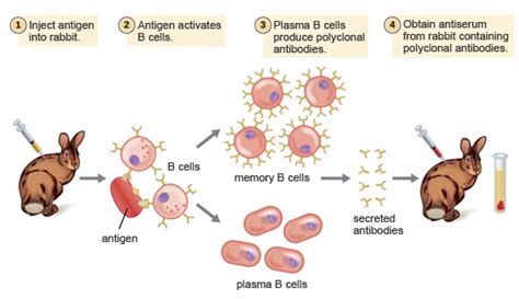 Polyclonal Anti Idiotypic Antibody Production Creative Diagnostics