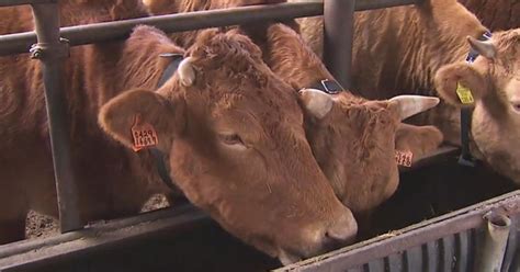 대전 스마트 기술로 소 교배시기 체크한다