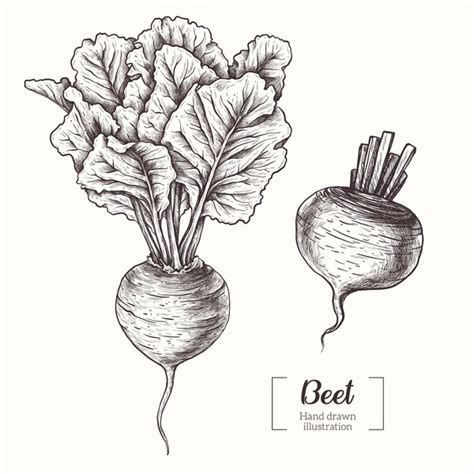 3559 Beetroot Hand Sketch Stock Vectors And Vector Art Shutterstock