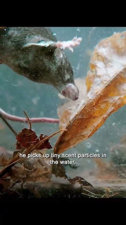 شکارچی کوچک موشحشرهطبیعت Youtube