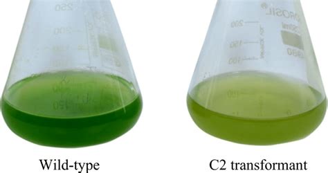 Wild Type Wt And C2 C Reinhardtii Cultures After Sd Hl Short