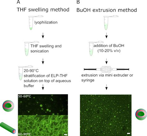 Directed Assembly Elastin Like Proteins Into Defined Supramolecular