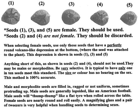 Can You Sex Cannabis Seeds Myth Heavily Connected Seeds