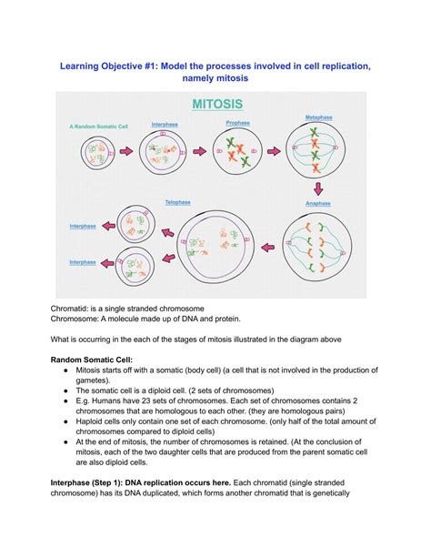 Cell Replication Biology Year 12 Hsc Thinkswap Cell Replication Biology Year 12 Hsc Thinkswap