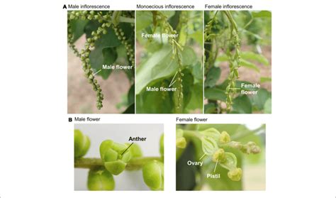 Sex Phenotypes In Dioscorea Rotundata A Photos Of Male Left