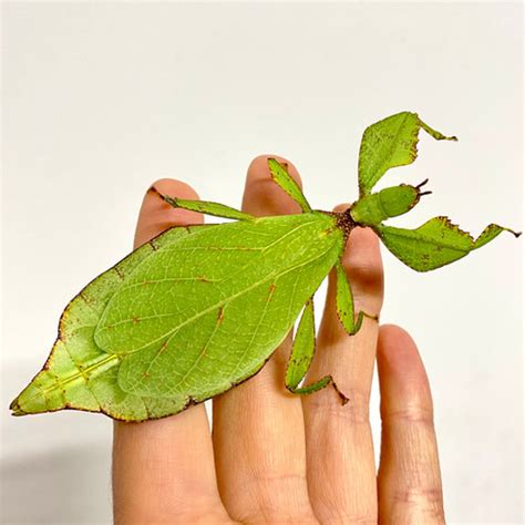 Cryptic Leaf Insect Nymphs For Sale Uk Entoscapes