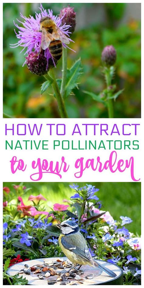 8 Tips For Attracting Native Pollinators To Your Yard Pollination