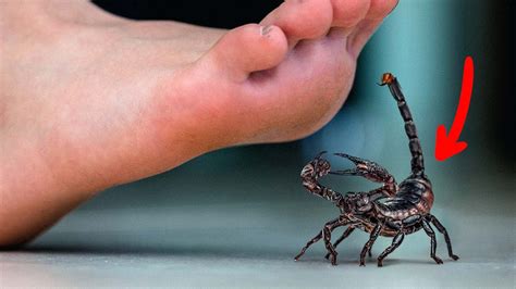 How To Survive The Deadliest Scorpion