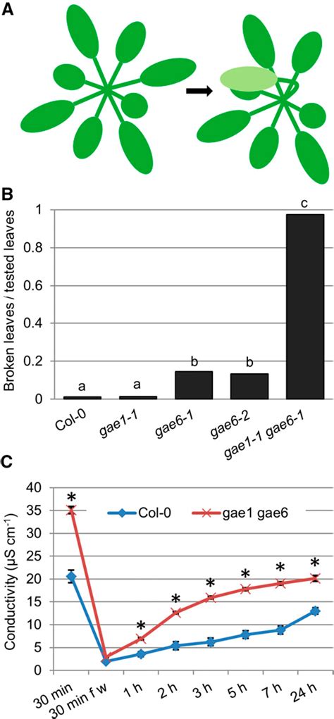 Figure 3 From Pectin Biosynthesis Is Critical For Cell Wall Integrity