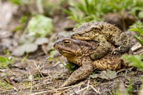 A Pair Of Common Toads Bufo Bufo During The Breeding Season In The