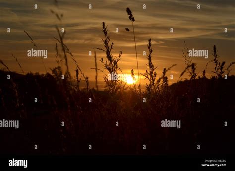 Sunset Field Grain Grasses Counter Light Evening Cereal Sunset