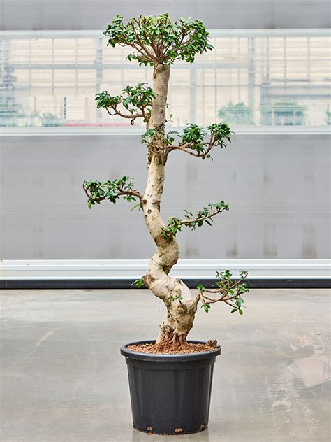 Ficus Microcarpa Compacta Schnelle Lieferung Fleurdirect
