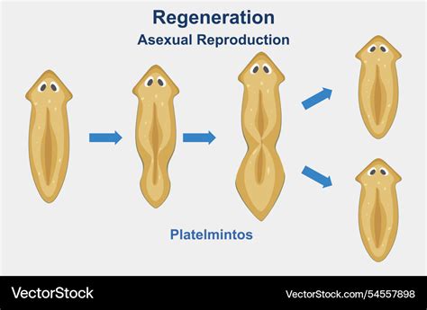 Flatworm Regeneration And Asexual Reproduction Vector Image