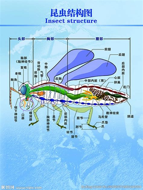 蜜蜂昆虫身体解剖图设计图 昆虫 生物世界 设计图库 昵图网 花瓣网