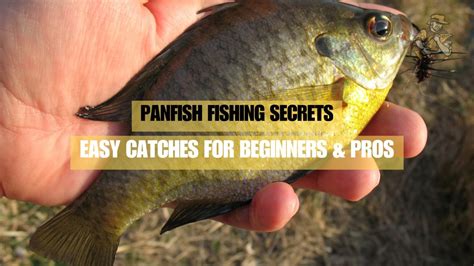 15 Panfish Fishing Secrets Easy Catches For Beginners And Pros