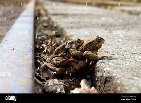 Common Toads Overcome The Obstacle On The Way To Water Frog Migration