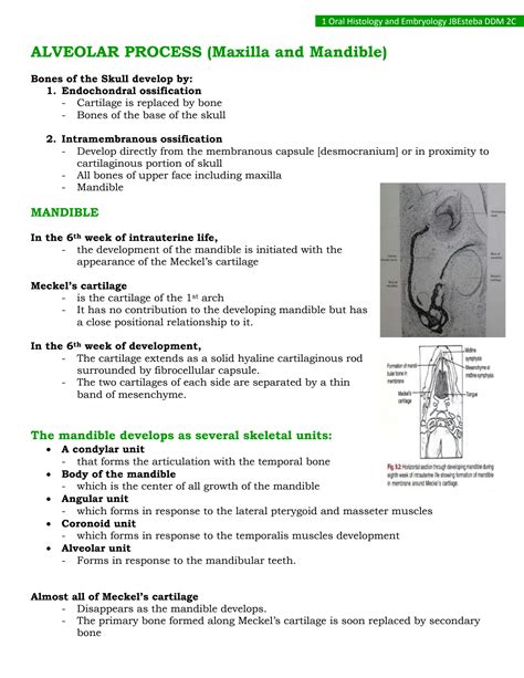 Solution 4 Alveolar Process Studypool
