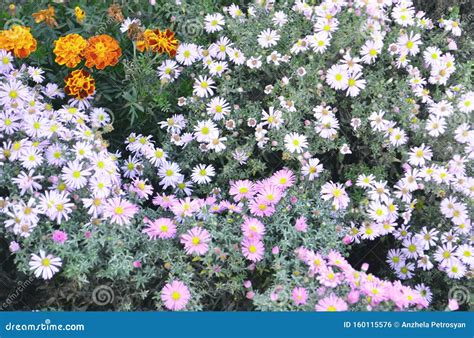 Chrysanthemums In The Garden Chrysanthemum Flowers Chrysanthemums In Autumn Annual