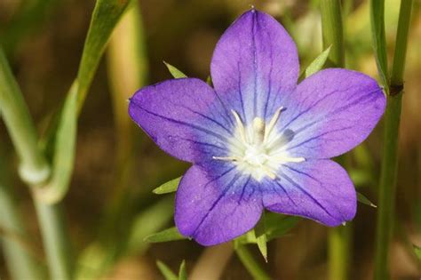 Inule Visqueuse Dittrichia Viscosa Subsp Viscosa