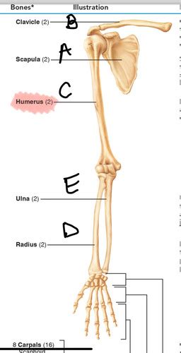 Humerus Upper Appendage Flashcards Quizlet