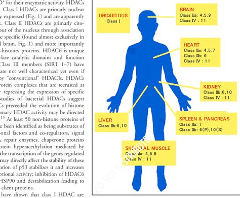 Tissue Distribution Of Different Classes Of Hdac Download Scientific