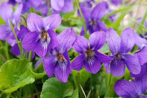 Violet Flower Ý Nghĩa Ví Dụ Và Cách Sử Dụng Từ Violet Flower