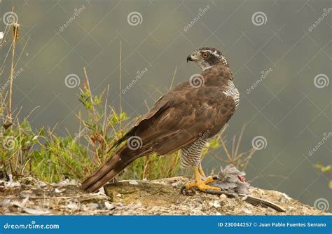 Goshawk With Its Prey In Its Hunting Territory Stock Image Image Of Avila Españ 230044257