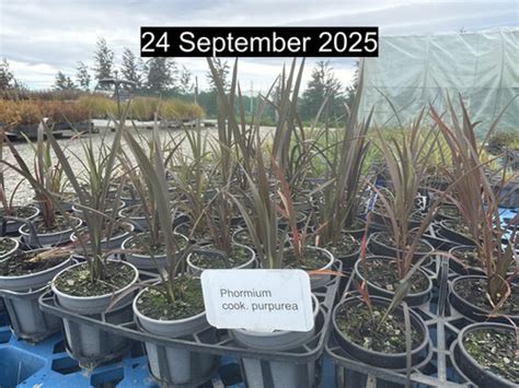 Phormium Cookianum Purpurea Nurseryman
