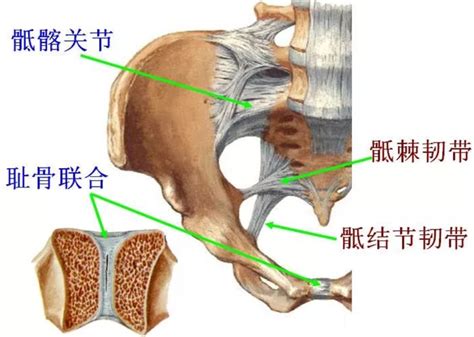 腰骶疼痛易忽视的原因：骶髂关节功能紊乱 好医术文章 好医术 赋能医生守护生命
