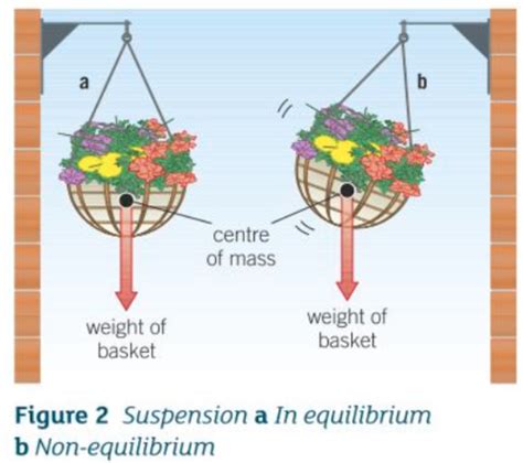 Suspended Equilibrium Flashcards Quizlet