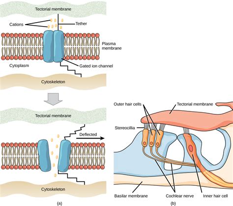sensory processes sensory systems by openstax jobilize
