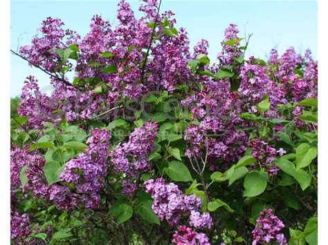 درخت یاس خوشه ای سال 1402 Common Lilac محصولات ن