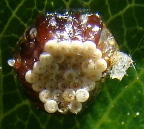 Leafhopper Assassin Bug Egg Case Zelus Renardii Bugguidenet