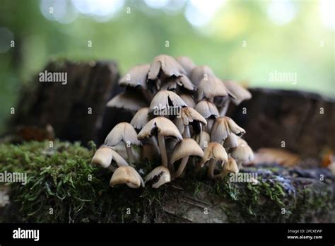 A Group Of White Toadstools Growing In A Bushy Outdoor Environment