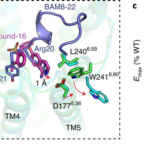 Interactions Of Compound 16 With Mrgprx1 Receptor A Binding Pocket Of Download Scientific