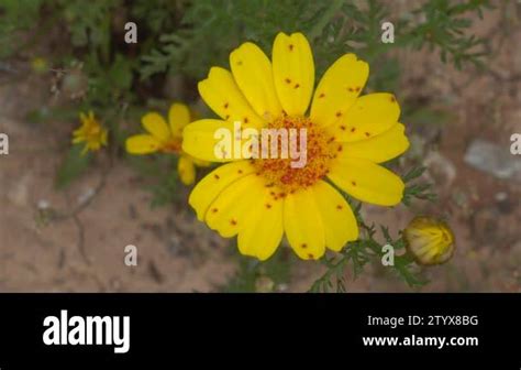 Mites On Insect Stock Videos And Footage Hd And 4k Video Clips Alamy