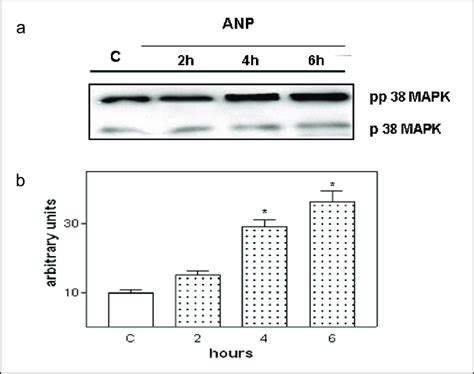 Anp Effects On P38 Map Kinase Activation In Hepg2 Cells A Cell Download Scientific Diagram