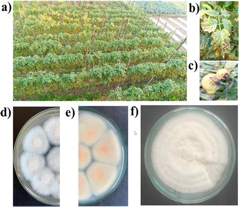 Antifungal Activity Of Zinc Oxide Nanoparticles Zno Nps On Fusarium