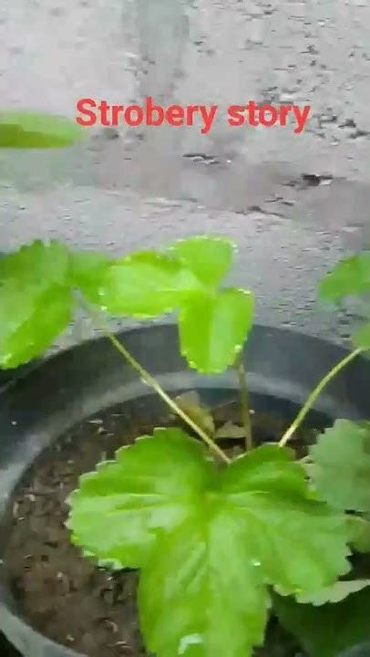 My First Strobery Strobery Pertamaku Yammy Youtube