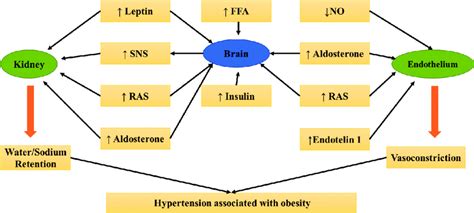 Signaling Leptin Pathway The Figure Outlines The Relationship Between