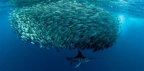 Witness The Mexican Sardine Run Unfold Baja Shark Experience